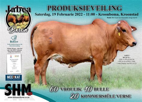Jabea Boran Production Auction Farmspace Ons Praat Boer