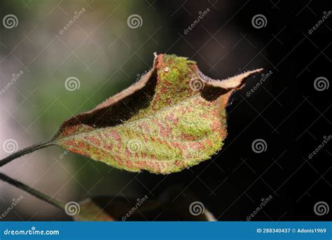 Red Spider Mites Threat To Apple Trees Stock Image Image Of