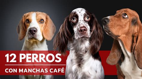 Razas De Perros Chiquitos Cafes