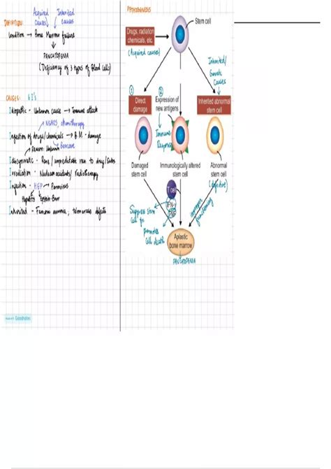 Summary Understanding Aplastic Anemia Quick Notes Pat20de201 Stuvia Us