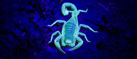 Scorpions In Las Vegas Fischers Pest Control