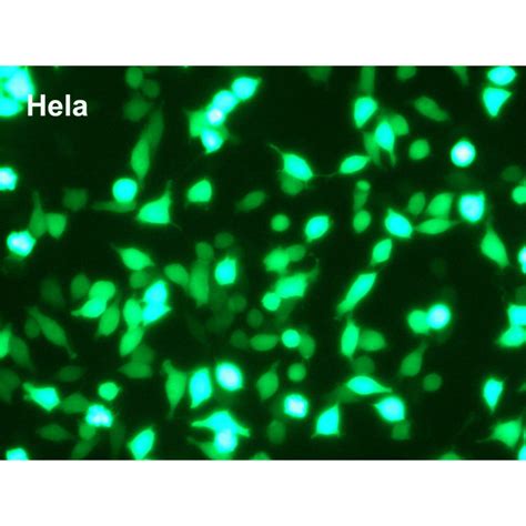 Oz Biosciences Polymag Transfection Reagent For Sale Gaia Science Singapore