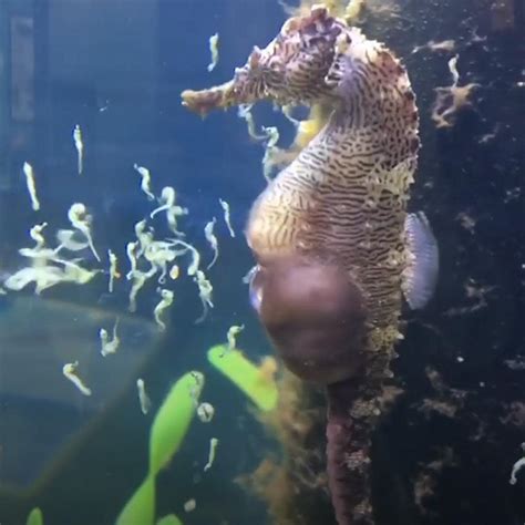 Male Seahorse Gives Birth To 200 Babies