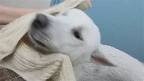 시골갔다와서 목욕하는 진돗개 비누 Youtube
