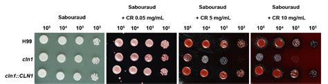 Figure 3 From Role Of Cln1 During Melanization Of Cryptococcus