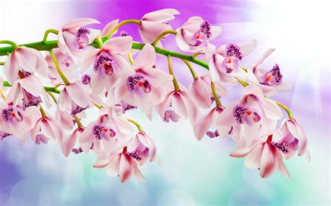 Pink Orchid Flowers Wallpaper