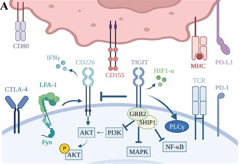 The Inhibitory Receptor Tigit