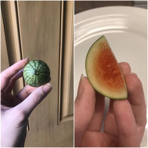 This Tiny Watermelon I Grew R Mildlyinteresting