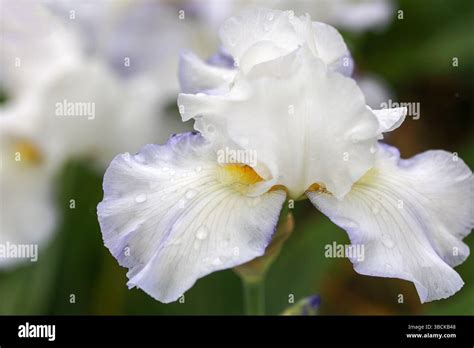 Tall Bearded Iris Sky Diva With White Standards White Falls With Blue