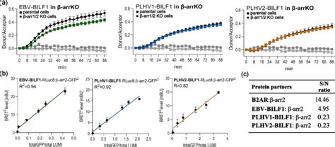 Patterns Of Human And Porcine Gammaherpesvirus Encoded Bilf1 Receptor Endocytosis Pmc