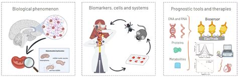 Mitochondrial Genetics And Brain Function Mitochondrial Genetics And Brain Function From