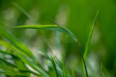 Green Rice Plants Look Like Grass It Grow In Clumps Of Grass Stock