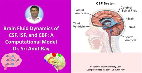 Brain Fluid Dynamics Of Csf Isf And Cbf A Computational Model
