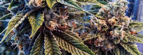 Tahoe Og Review Tahoe Og Weed Strain
