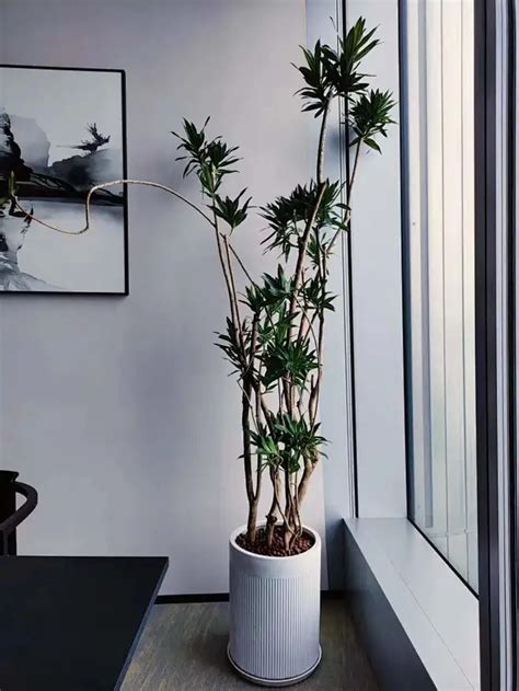 百合竹盆景 花瓣网