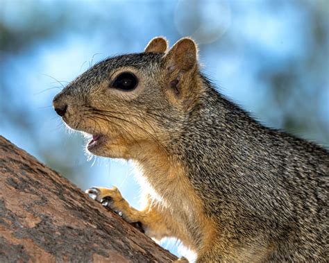Kissed By The Sun Squirrel Rsquirrels