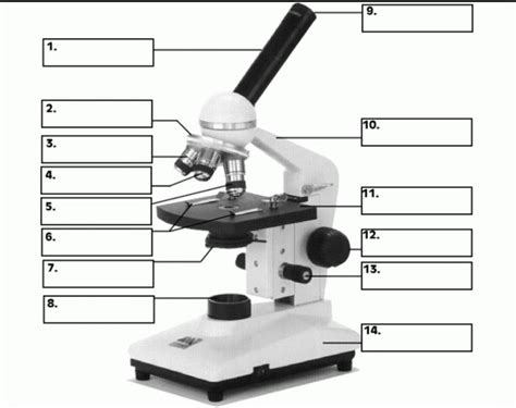 Microscope Parts Diagram Quizlet