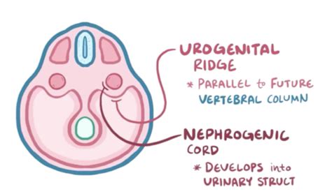 Renal Embryology Flashcards Quizlet