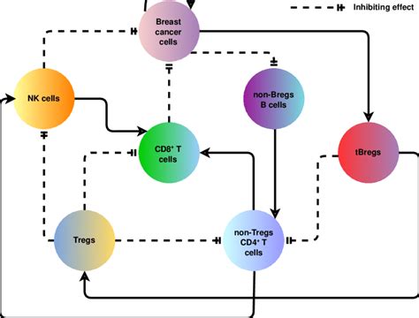 Interactions Between The Cells In System 21 Solid Line Stimulating