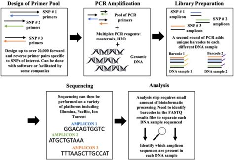 Agrigenomic Diversity Unleashed Current Single Nucleotide Polymorphism Genotyping Methods For