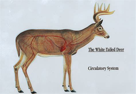Anatomy Of A Whitetail Deer
