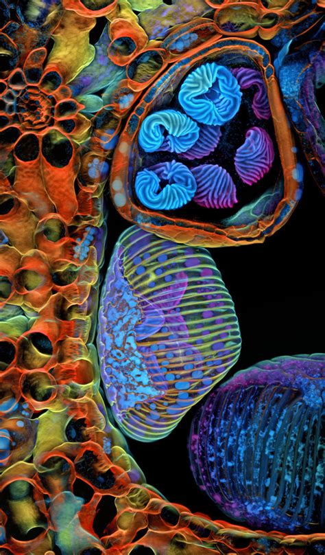 20 Captivating Photos From Nikons 2025 Small World Winners Demilked