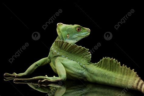 Basilisks Background Images Hd Pictures And Wallpaper For Free