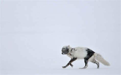 Arctic Fox Adaptations Habitat And Behavior All Things Foxes