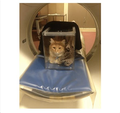 A Conscious Cat Is Positioned In Sternal Recumbency In A Plexiglass