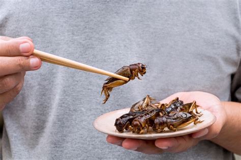 Edible Thai Insects As A Sustainable Superfood Royal Thai Embassy