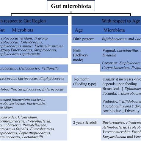 Classification And Composition Of Gut Microbiota In Various Regions And