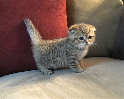 Adorable Scottish Fold Kitten Standing On Couch