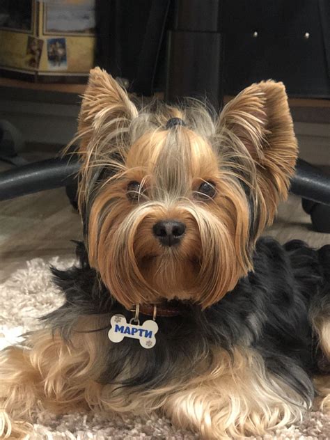 Йоркширский терьер