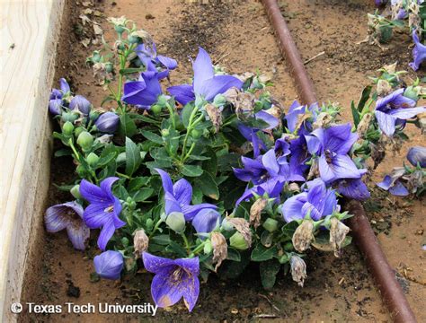 Balloon Flower Herbaceous Plant Finder Comprehensive Landscape