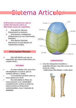 Sistema Tegumentar Anatomia Pele Unha Pelos Glândulas Sebáceas E
