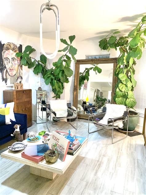 My Best Friends Fiddle Leafs Rhouseplants