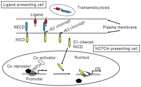 Progress To Clarify How Notch3 Mutations Lead To Cadasil A Hereditary