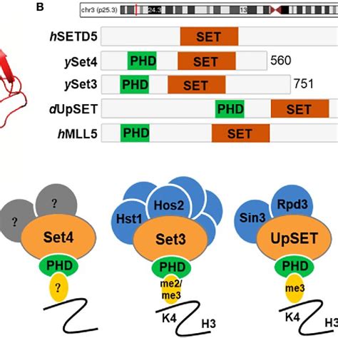 Setd5 Domain Composition And Homologue Architecture A Crystal