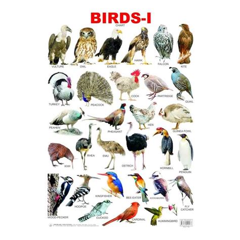 Dreamland Birds 1 Educational Wall Chart Np