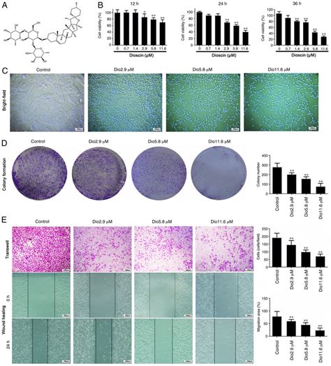 Inhibitory Effects Of Dioscin On The Viability Colony Formation And
