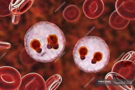 Protozoa Plasmodium Falciparum Causative Agent Of Tropical Malaria In