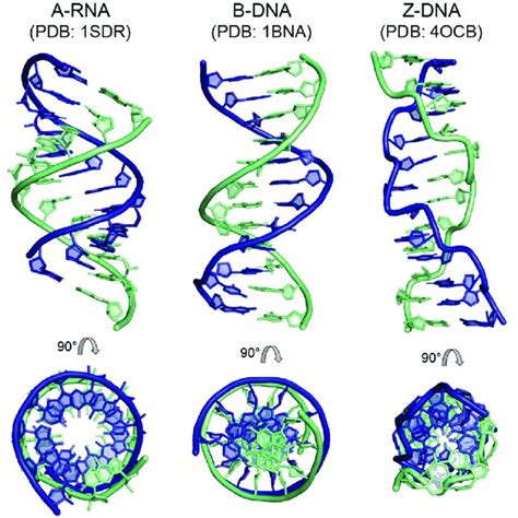 Pdf Symmetry In Nucleic Acid Double Helices