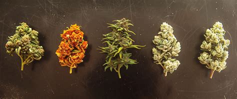 How Is Thca Different Than Thc Unlocking The Differences Indacloud