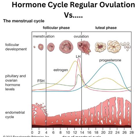 Dr Kandis Lock Nd On Linkedin Hormones In Perimenopause Can Get