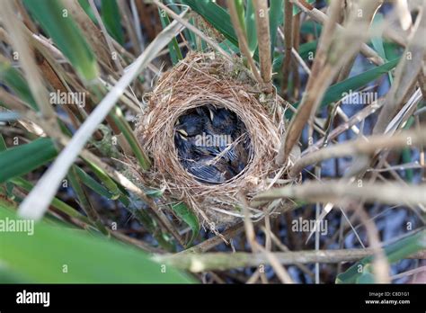 Reed Warbler Acrocephalus Scirpaceus Nest In A Reed Bed In Suffolk