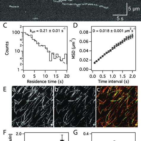 The Human Ndc80 Complex Binds To And Diffuses Along The Microtubule