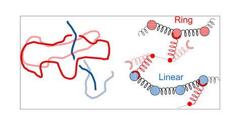 Single Chain Slip Spring Simulation For Entangled Ringlinear Polymer Blends At Low Ring