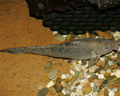 Eel Tailed Catfish Facts Diet Habitat And Pictures On Animaliabio