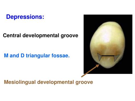 What Is Developmental Groove At Martha Stull Blog