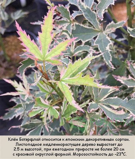 Клён японский: общее описание, виды, сорта, особенности ухода и посадки